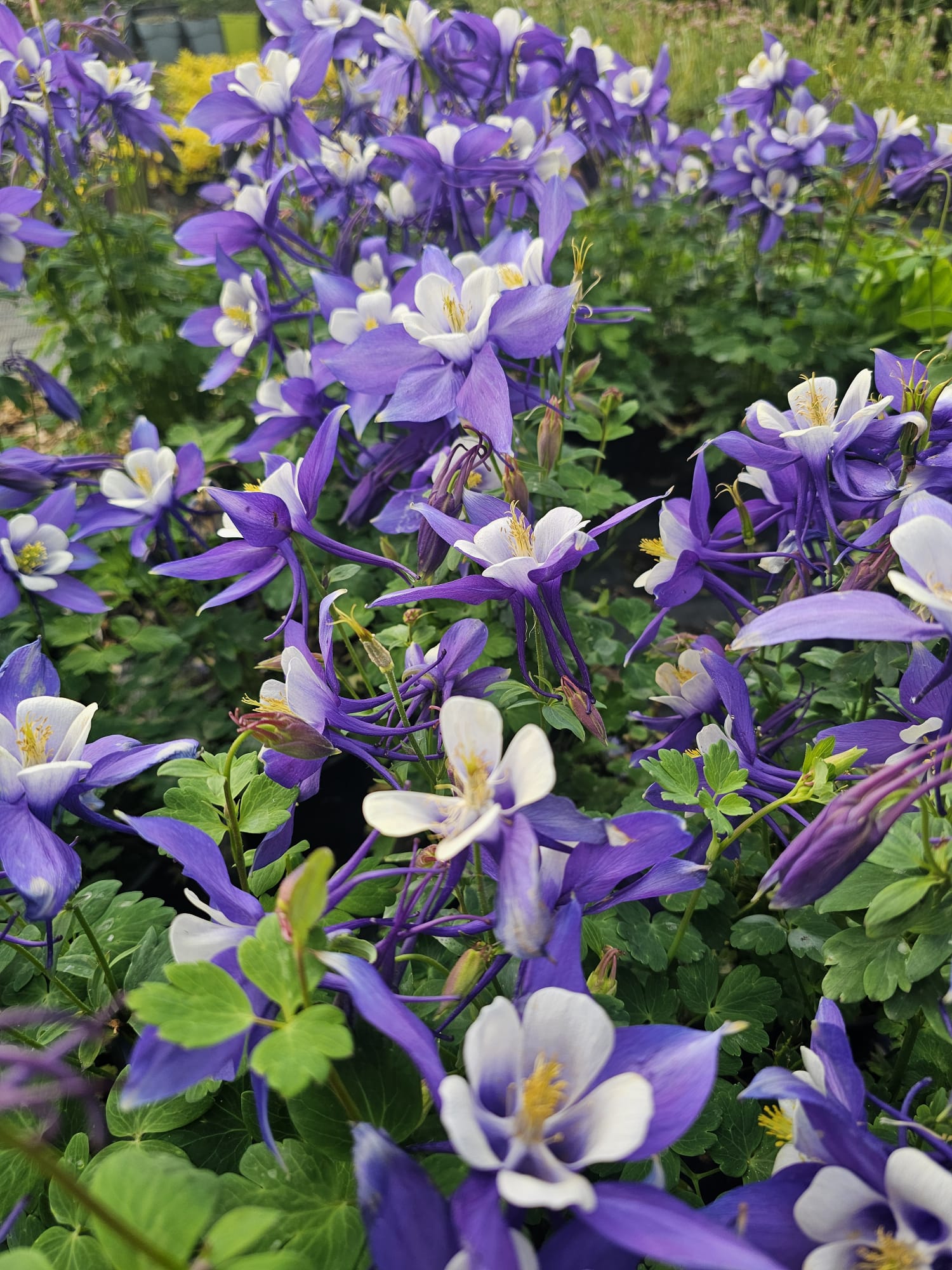 Harilik kurekell 'Kirigami Deep Blue & White' – Mõigu Aiand