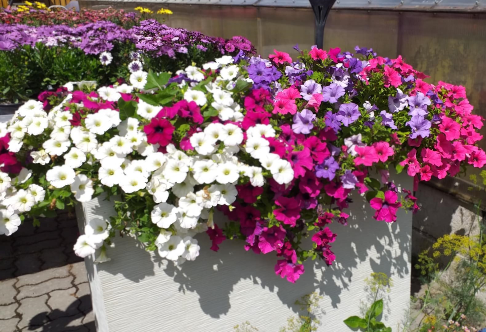 Surfinia Snow – Mõigu Aiand