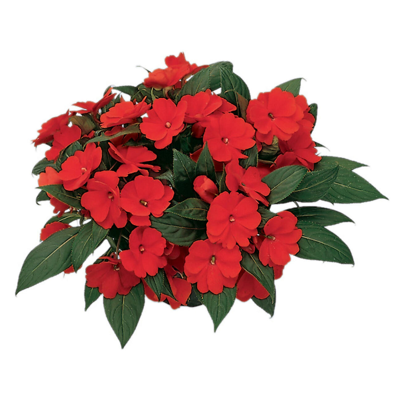 Lemmaltsad Rahvasuus kutsutakse lemmmaltsa ka virkliisaks. – Mõigu Aiand