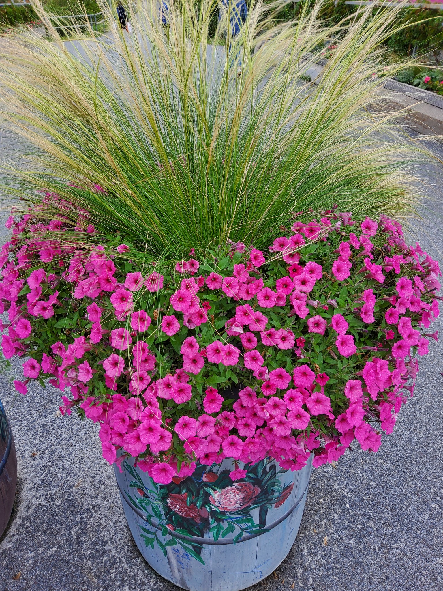 Jõhv-stepirohi 'Ponytails' – Mõigu Aiand