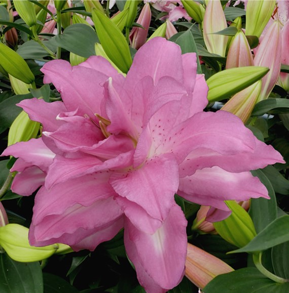 Liiliad (potis kasvatatud taim) – Mõigu Aiand