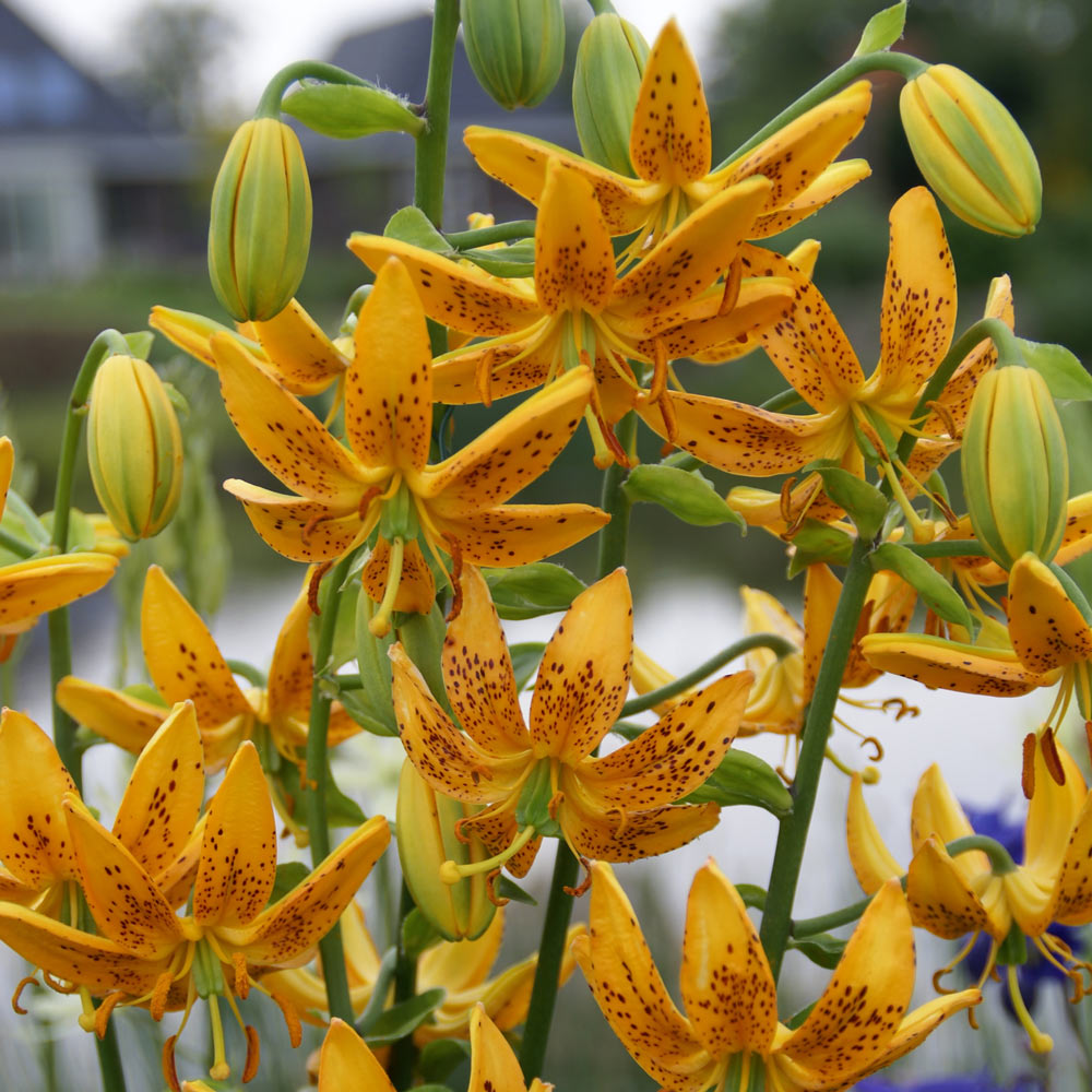 Liiliad (potis kasvatatud taim) – Mõigu Aiand