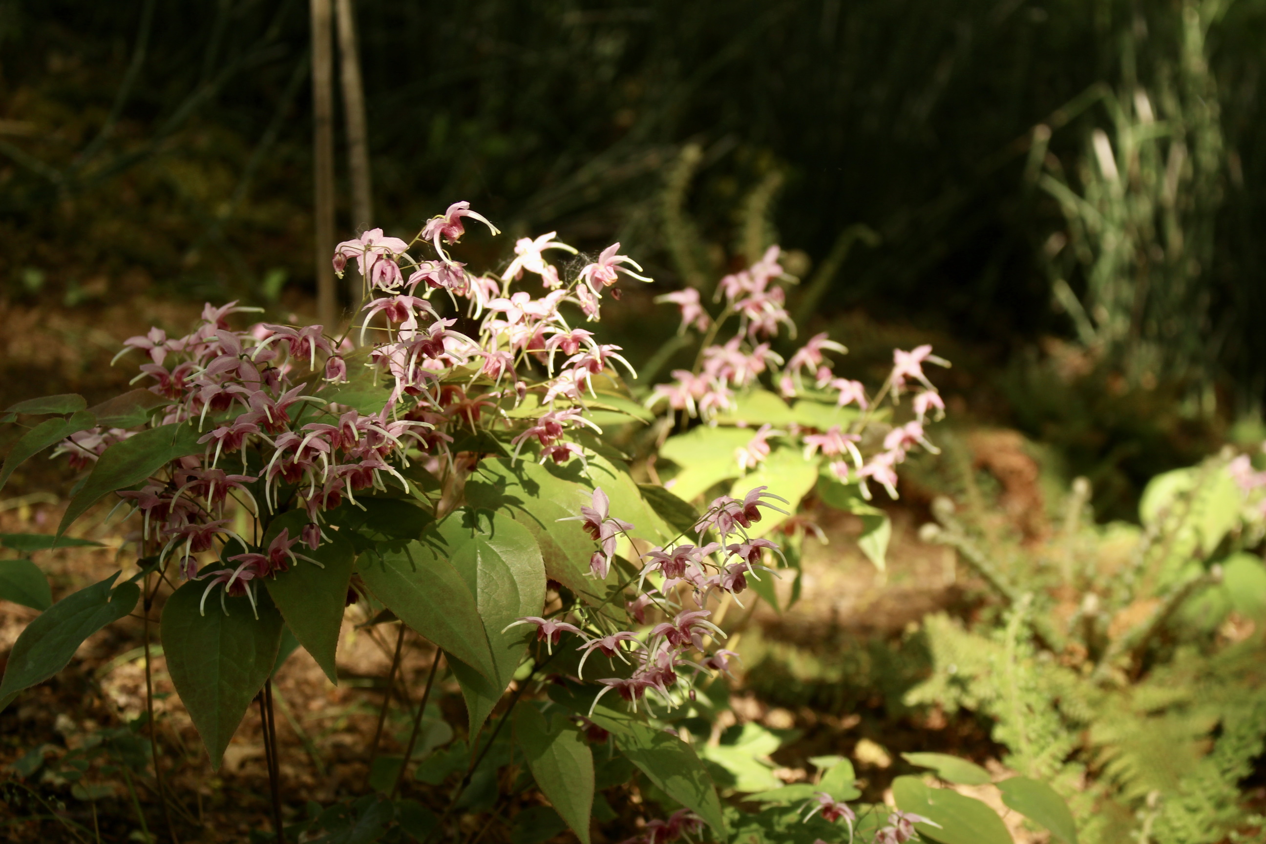 Epimedium 'Pretty in Pink' / haldjatiib `Pretty in Pink` – Sommerista