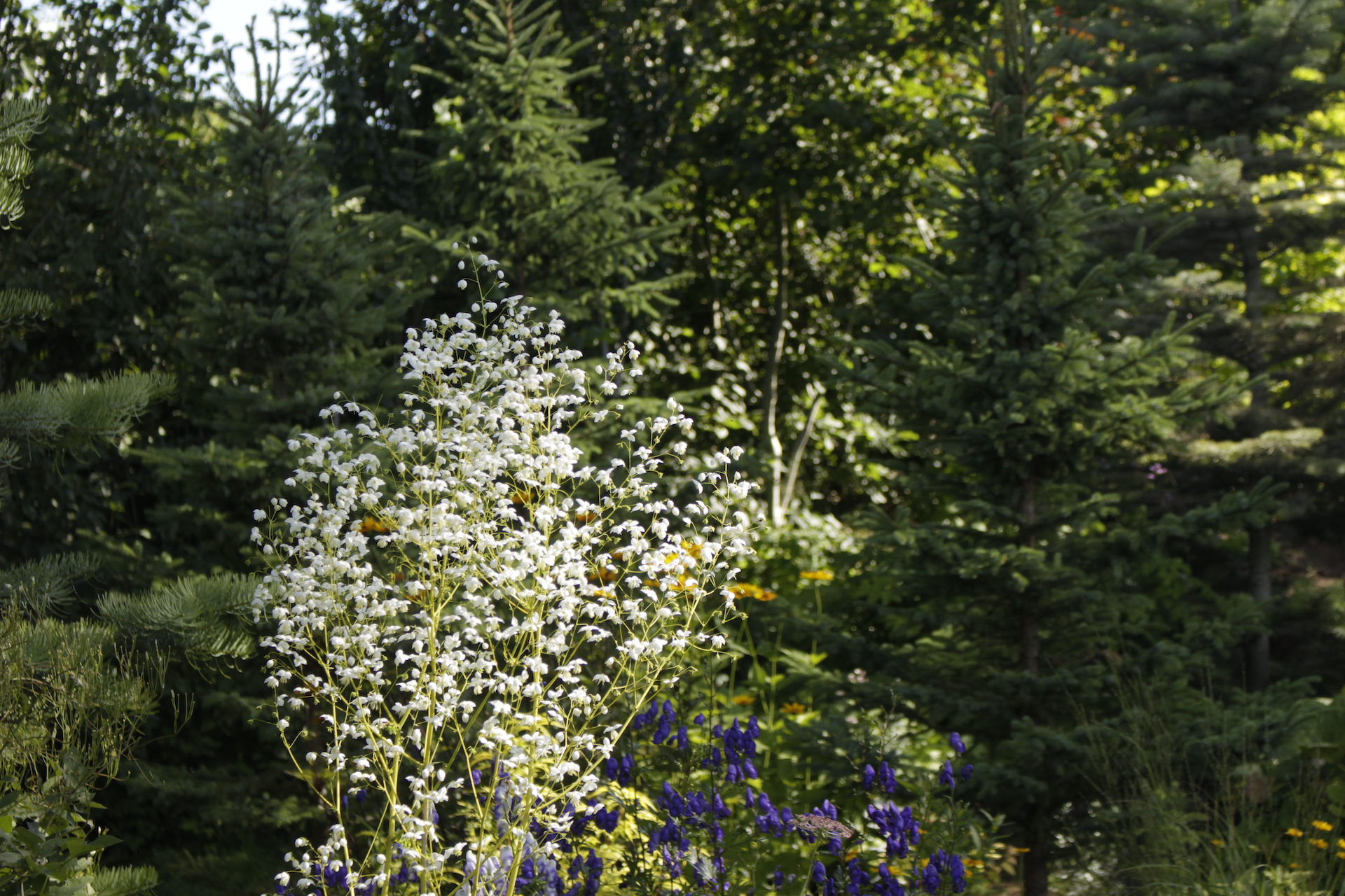 Thalictrum delavayi / Delavay ängelhein 'Album' – Sommerista