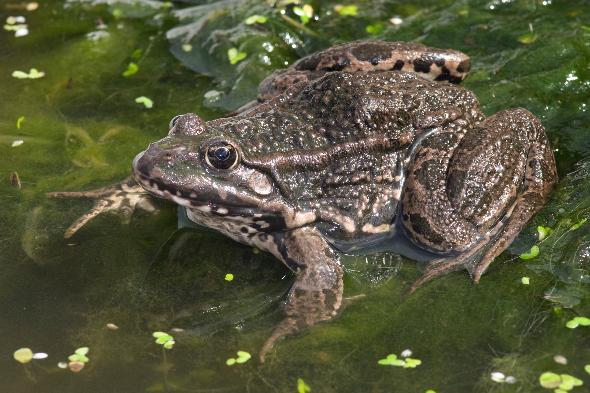 Määramisabi – ELFi Loodustalgud