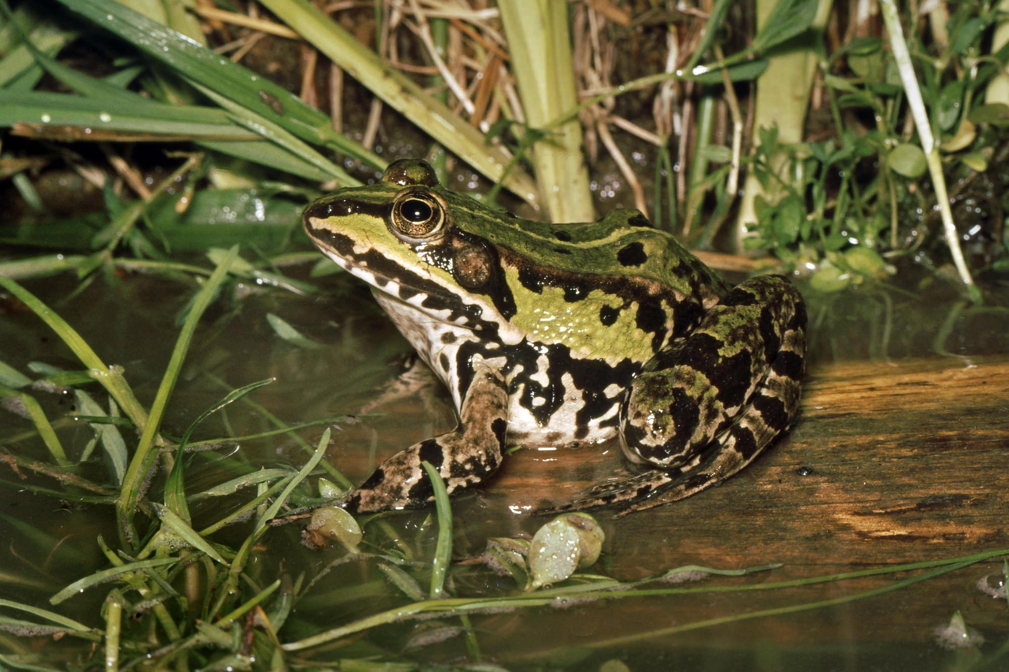 Määramisabi – ELFi Loodustalgud