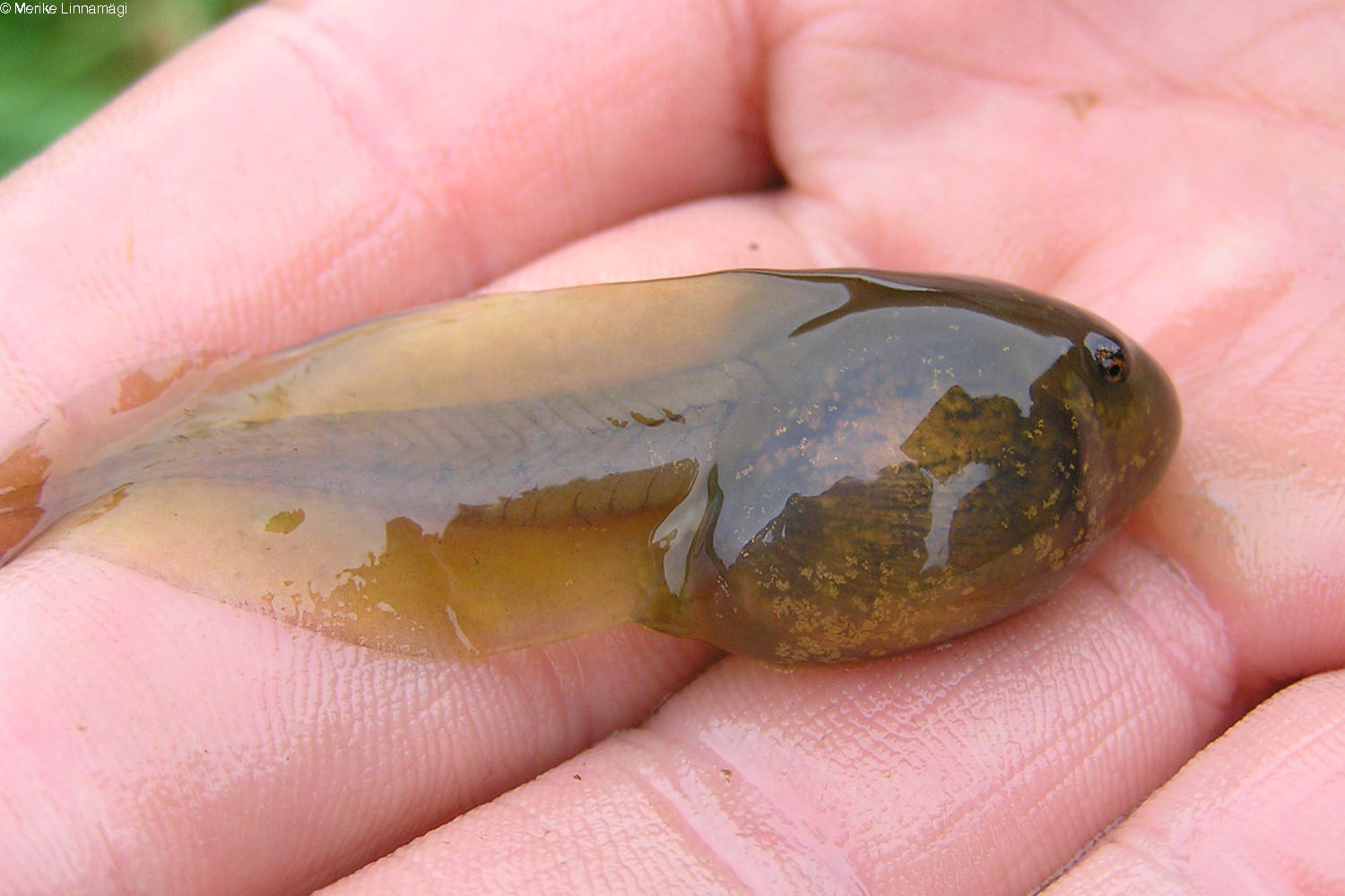 Määramisabi – ELFi Loodustalgud