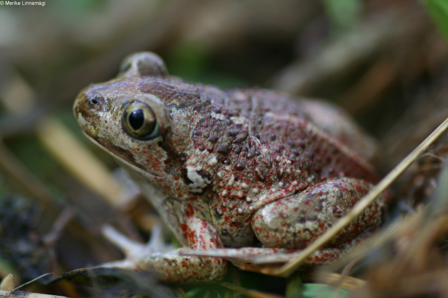 Määramisabi – ELFi Loodustalgud