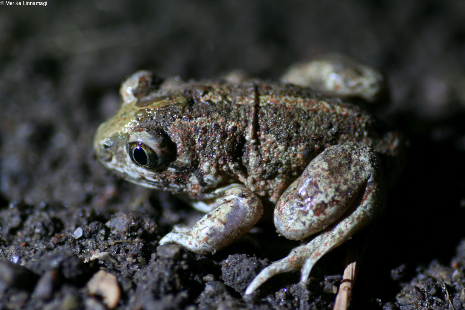 Määramisabi – ELFi Loodustalgud