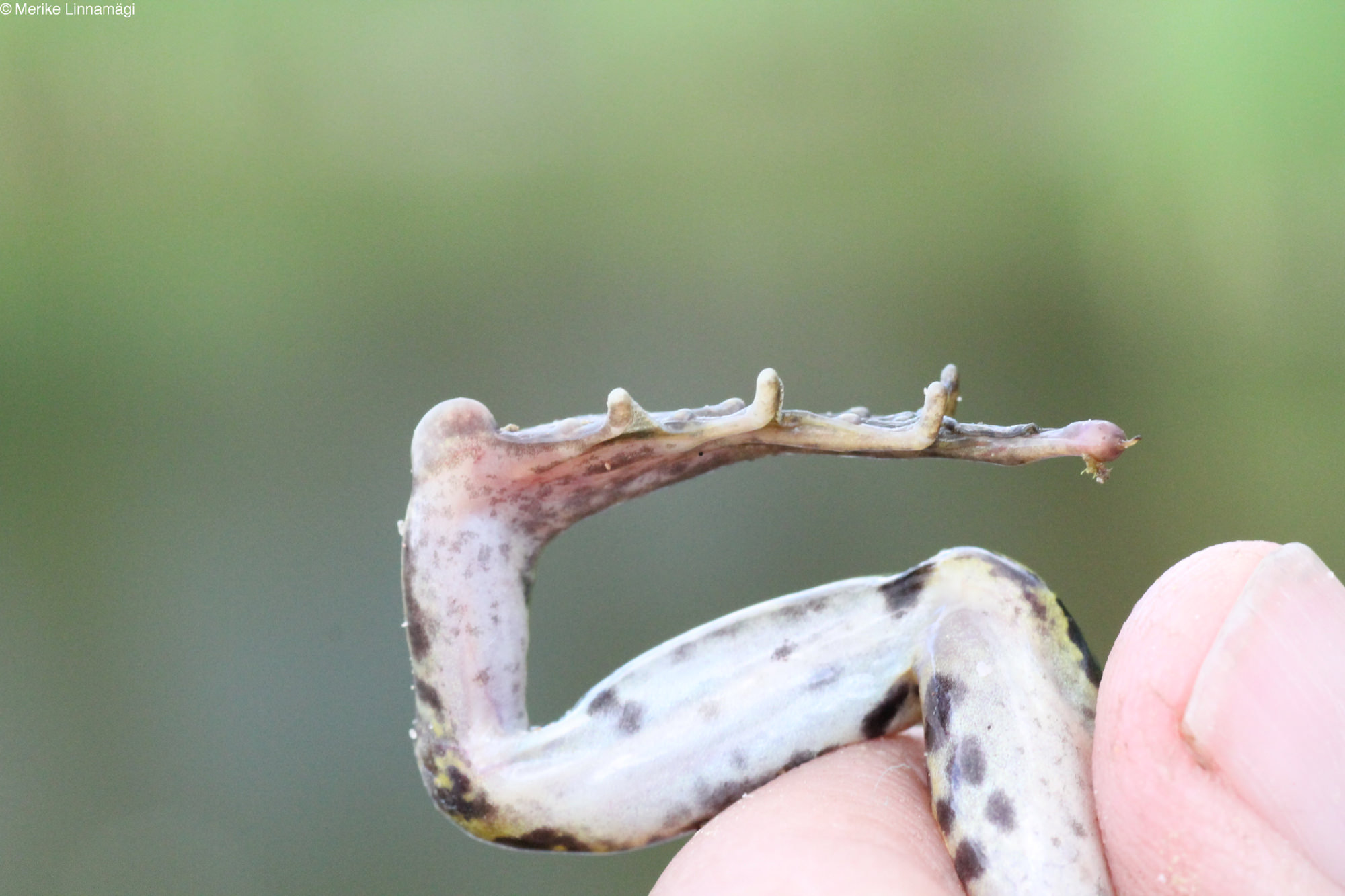 Määramisabi – ELFi Loodustalgud