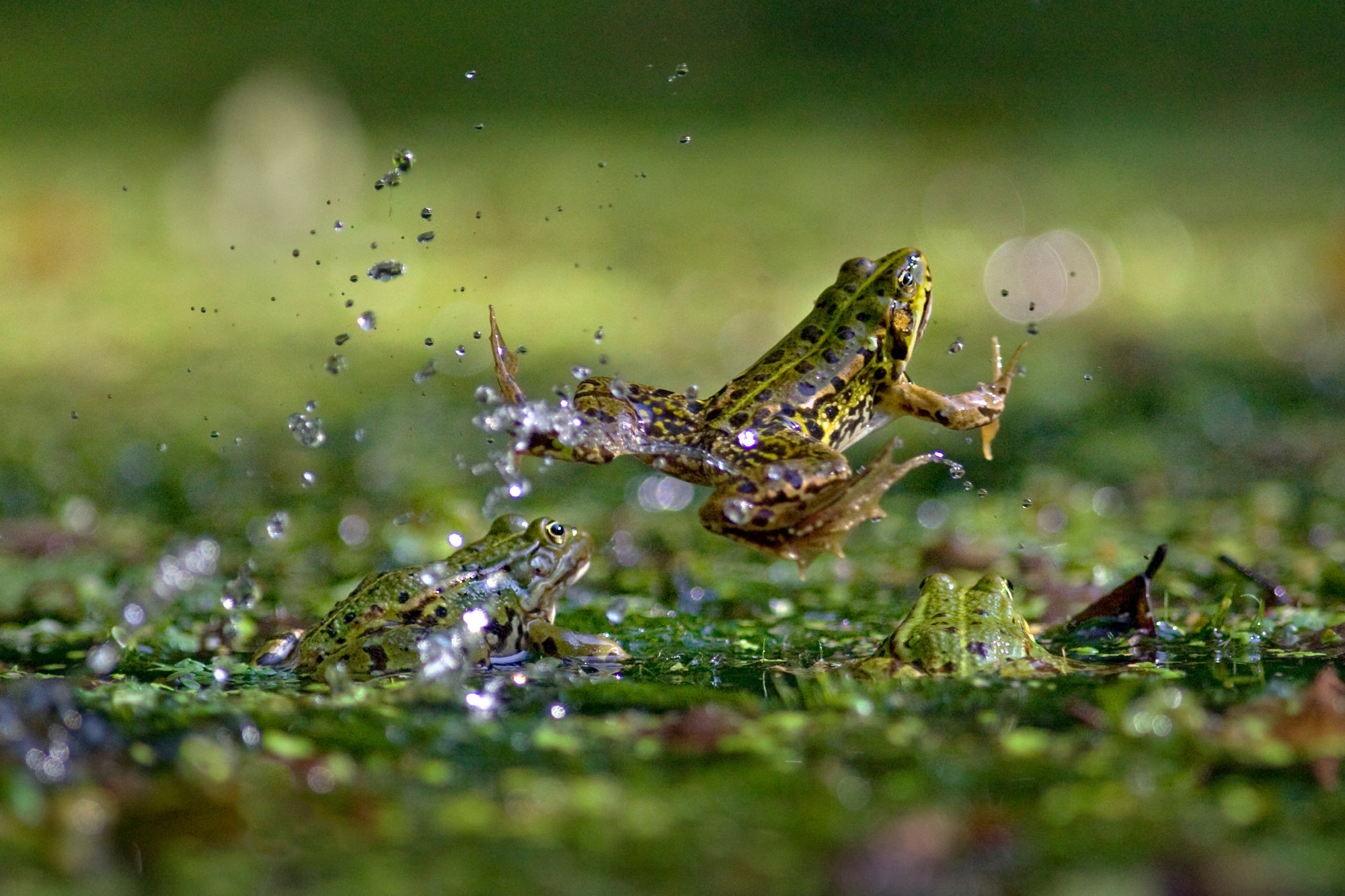Määramisabi – ELFi Loodustalgud