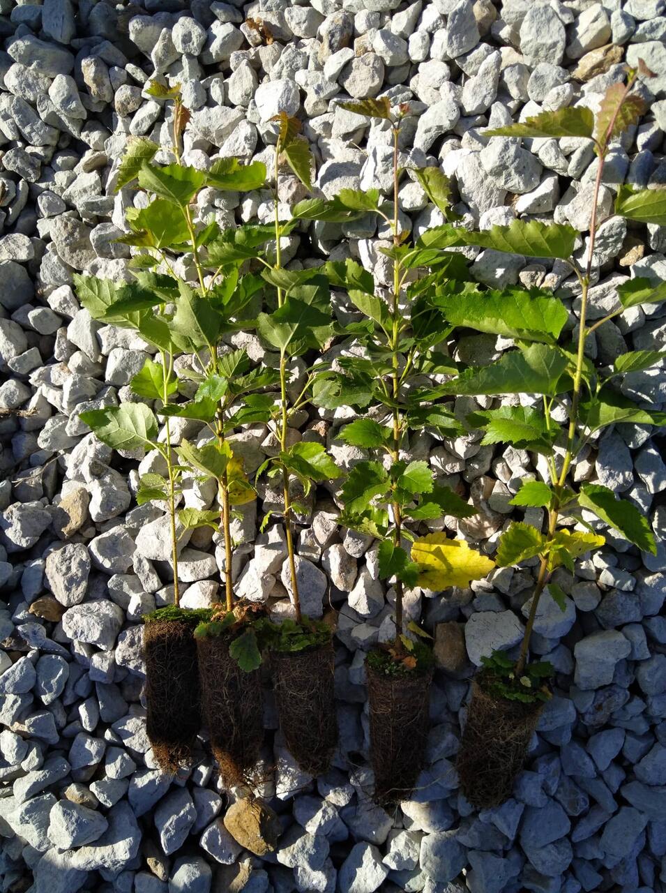 Arukask – Kuusikuistikud - Kodumaised metsataimed otse tootjalt!