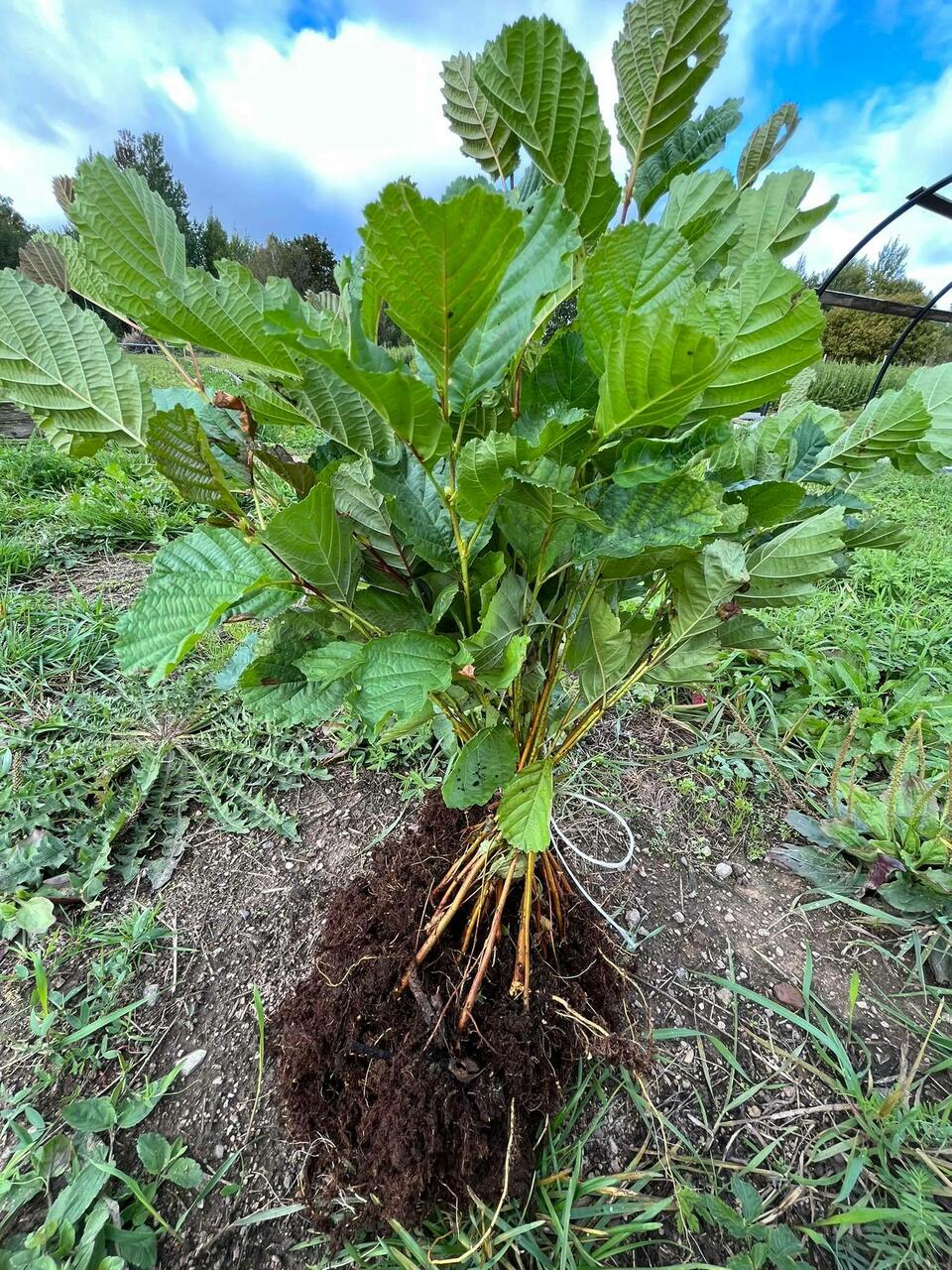 Sanglepp – Kuusikuistikud - Kodumaised metsataimed otse tootjalt!
