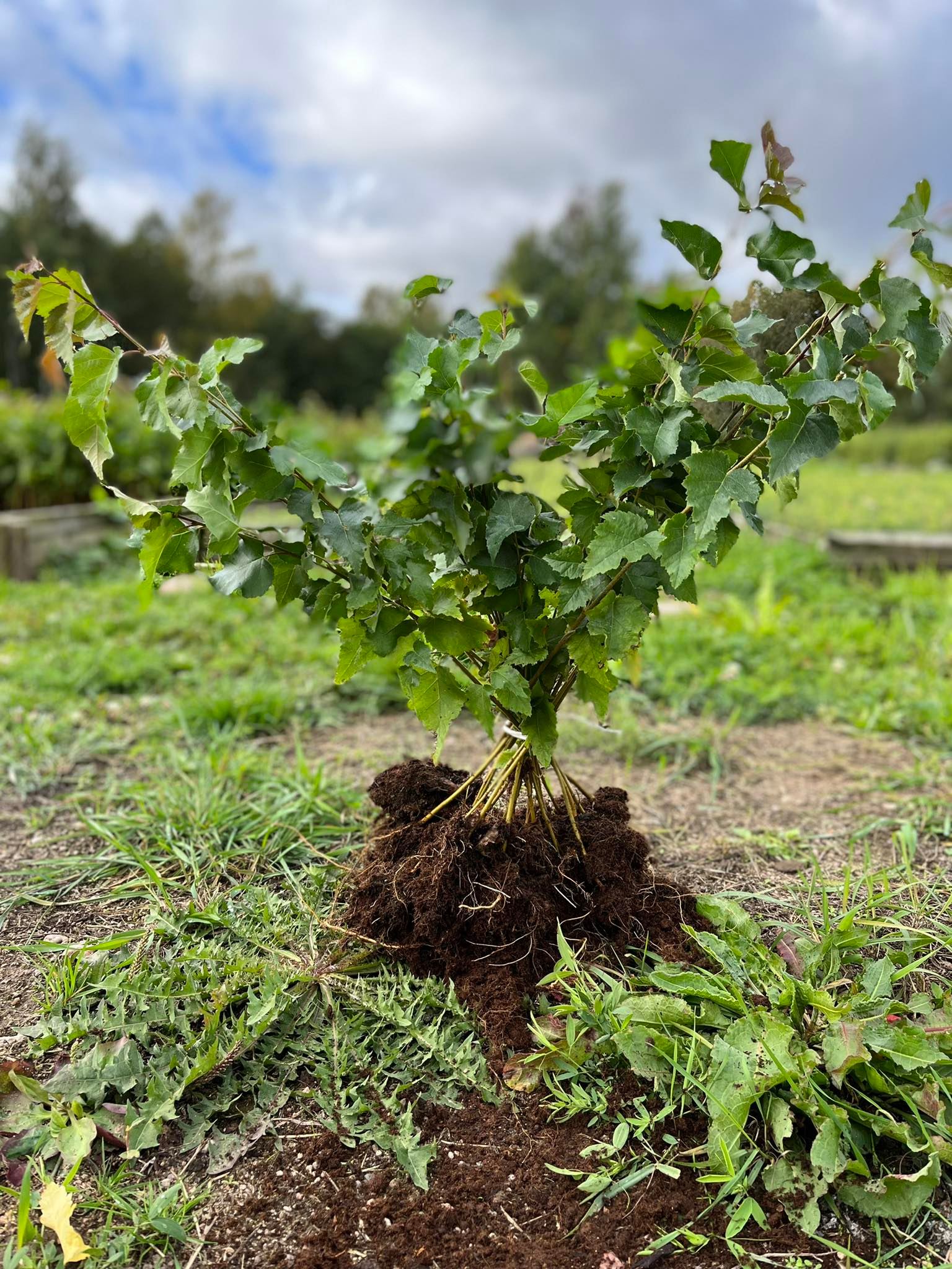 Arukask – Kuusikuistikud - Kodumaised metsataimed otse tootjalt!