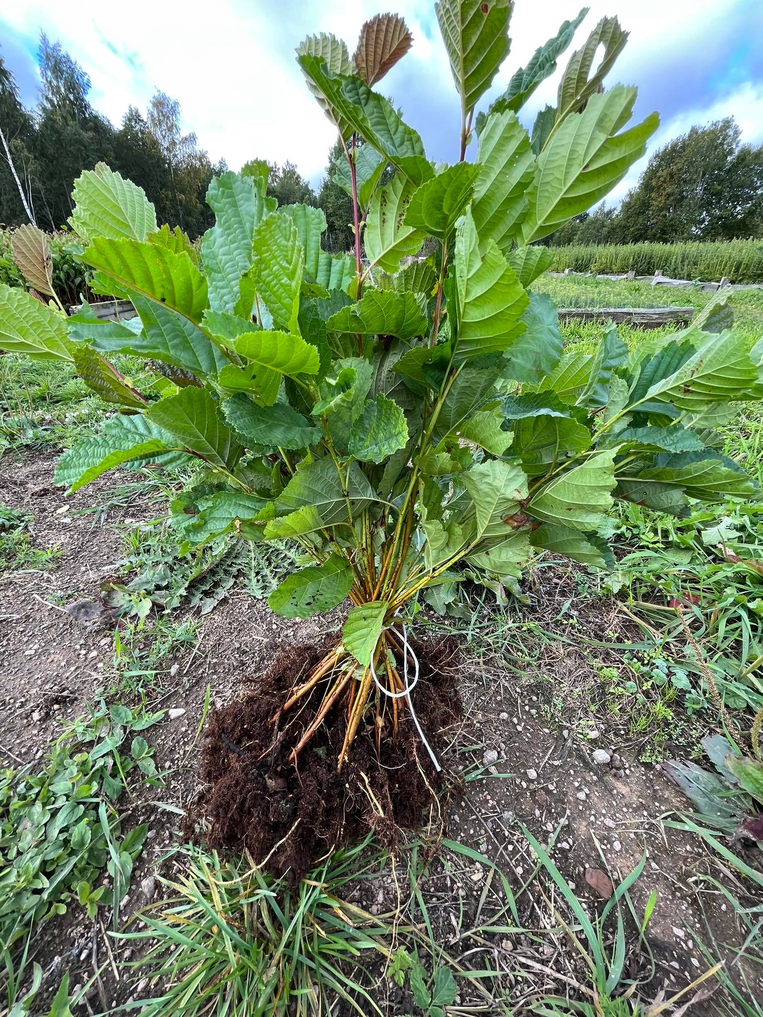 Sanglepp – Kuusikuistikud - Kodumaised metsataimed otse tootjalt!