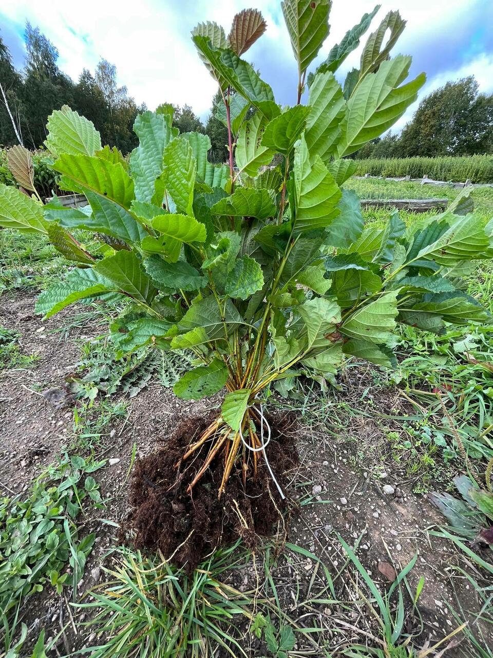 Sanglepp – Kuusikuistikud - Kodumaised metsataimed otse tootjalt!