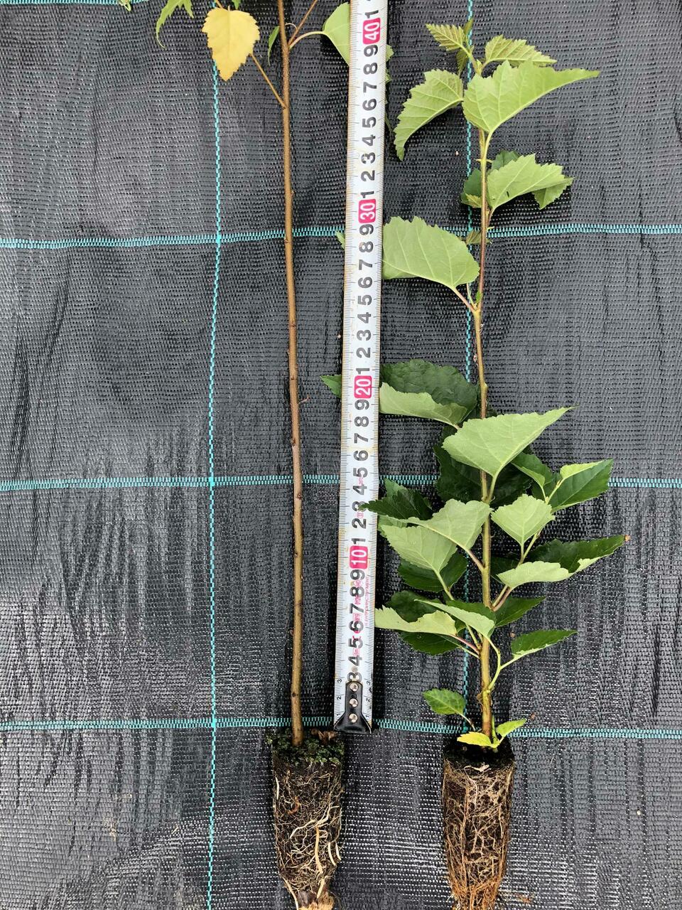 Arukask – Kuusikuistikud - Kodumaised metsataimed otse tootjalt!