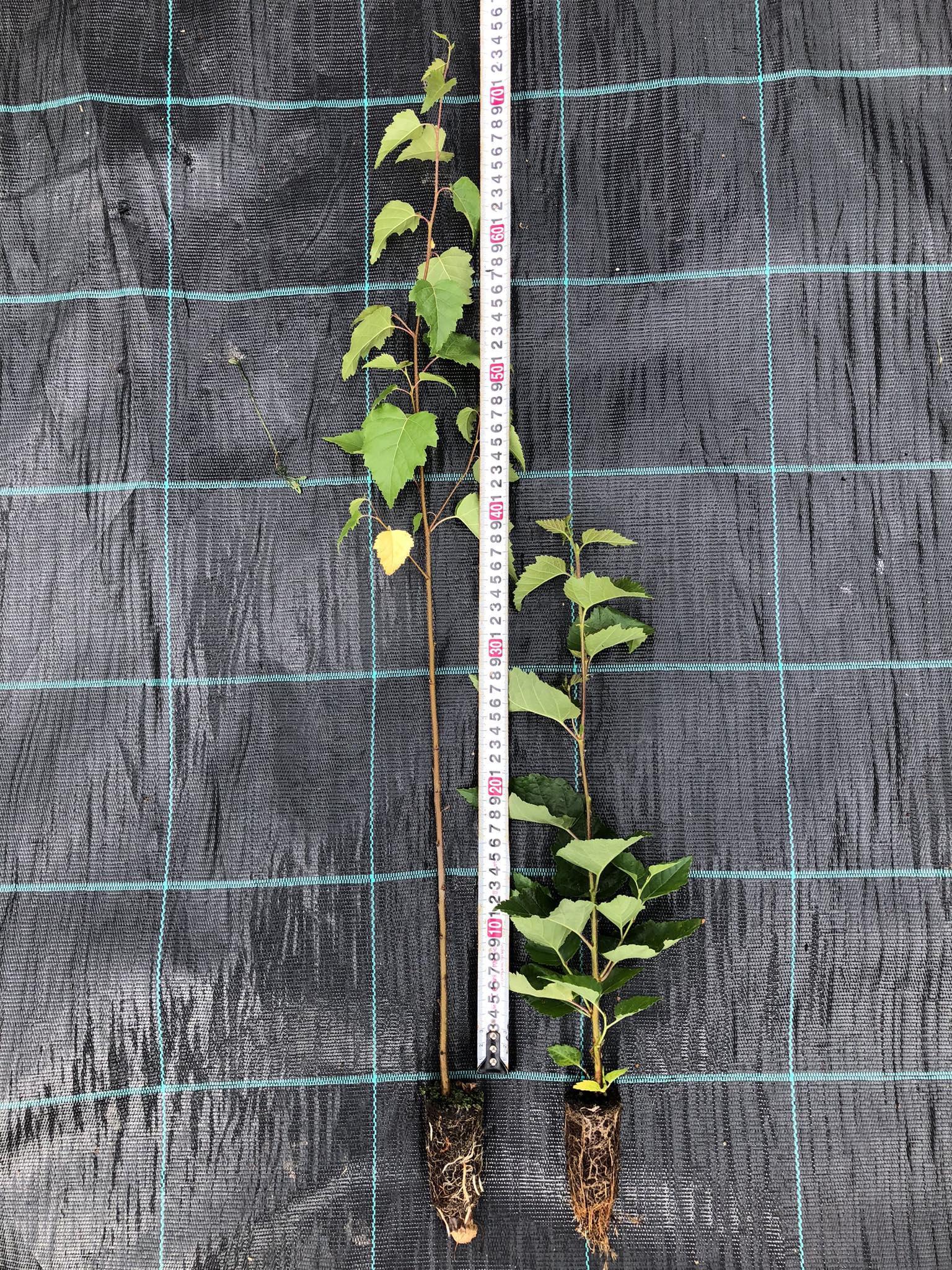 Arukask – Kuusikuistikud - Kodumaised metsataimed otse tootjalt!