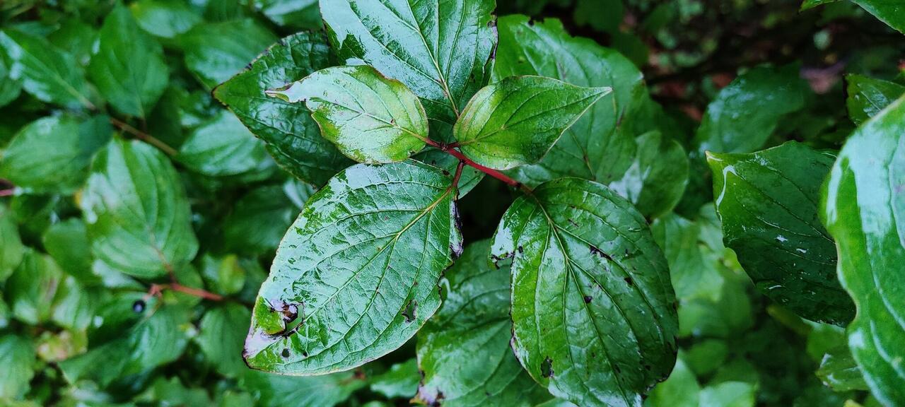 Esileht – Maastikuarhitektid