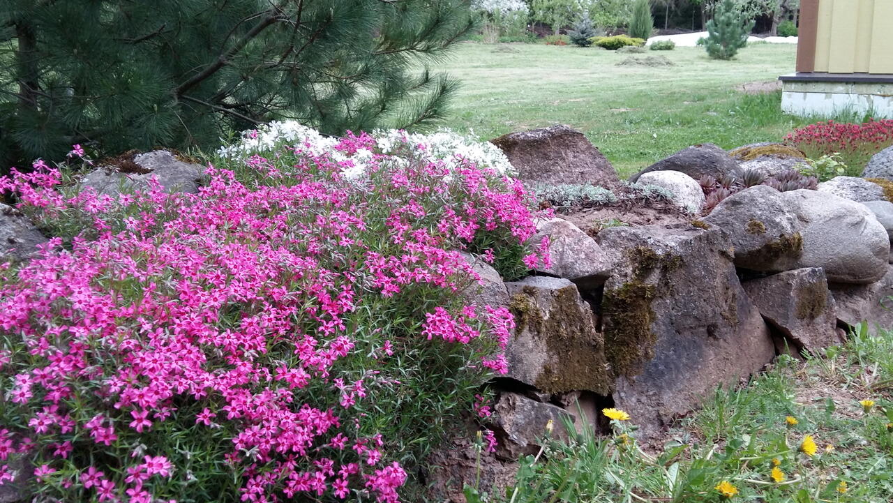 Künka Taimeaed – puukool Tartumaal, e-pood ja istikute müük
