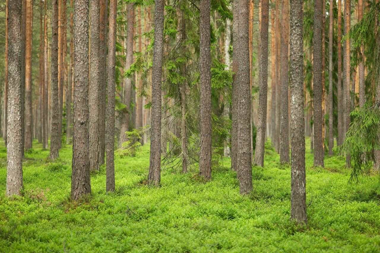 Uudised ja tehtud tööd | Advokaadibüroo Matteus